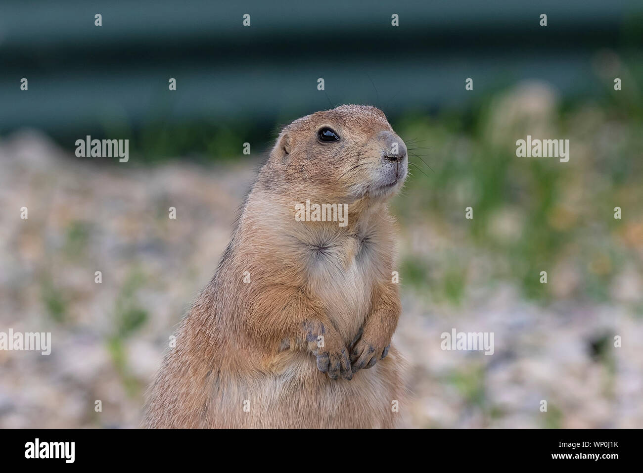 Chien De Prairie À Queue Noire Banque d'image et photos - Alamy