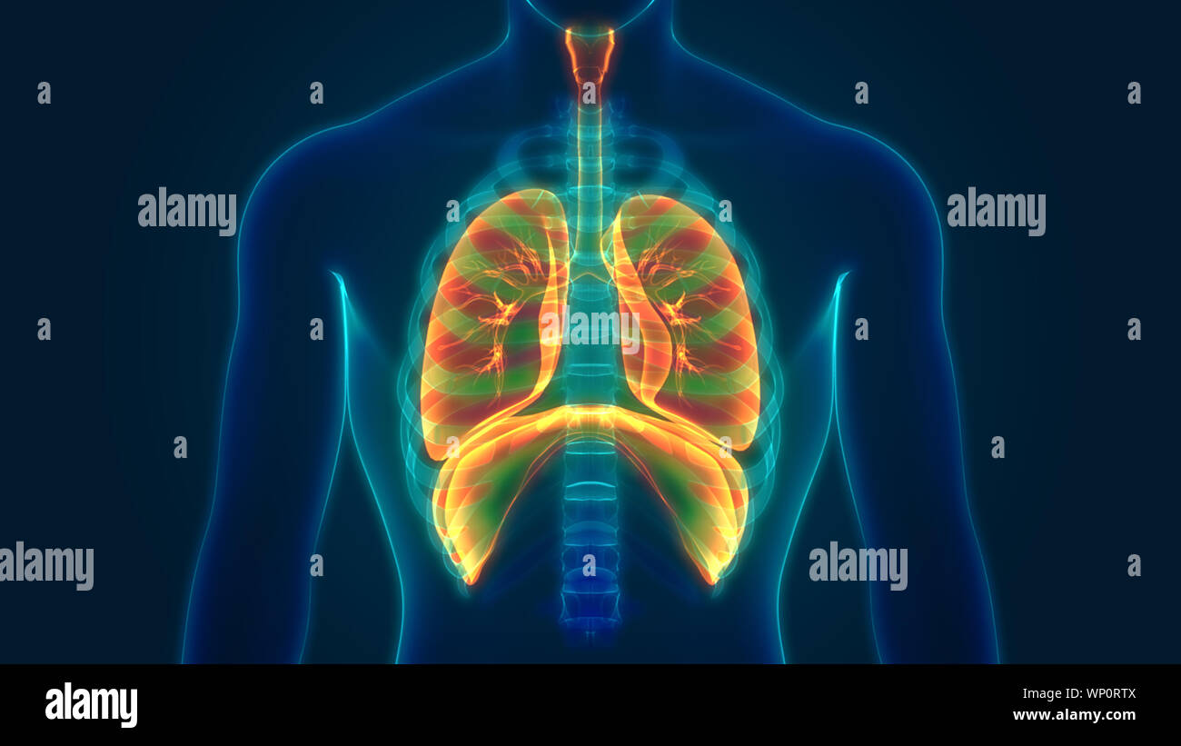 Anatomie du système respiratoire humain Photo Stock - Alamy