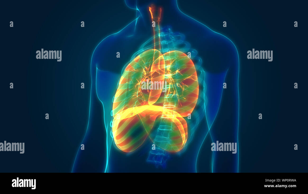 Anatomie du système respiratoire humain Photo Stock - Alamy