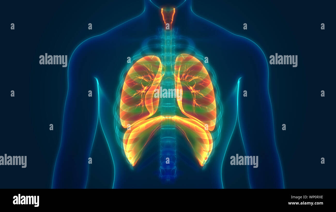 Anatomie du système respiratoire humain Photo Stock - Alamy