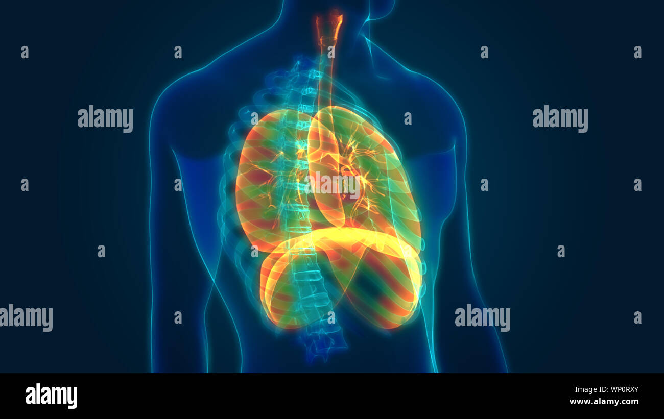 Anatomie du système respiratoire humain Photo Stock - Alamy
