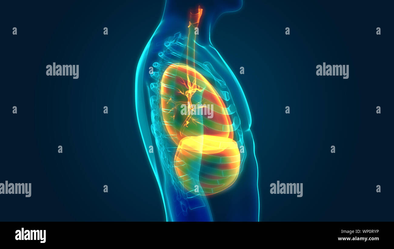 Anatomie du système respiratoire humain Photo Stock - Alamy