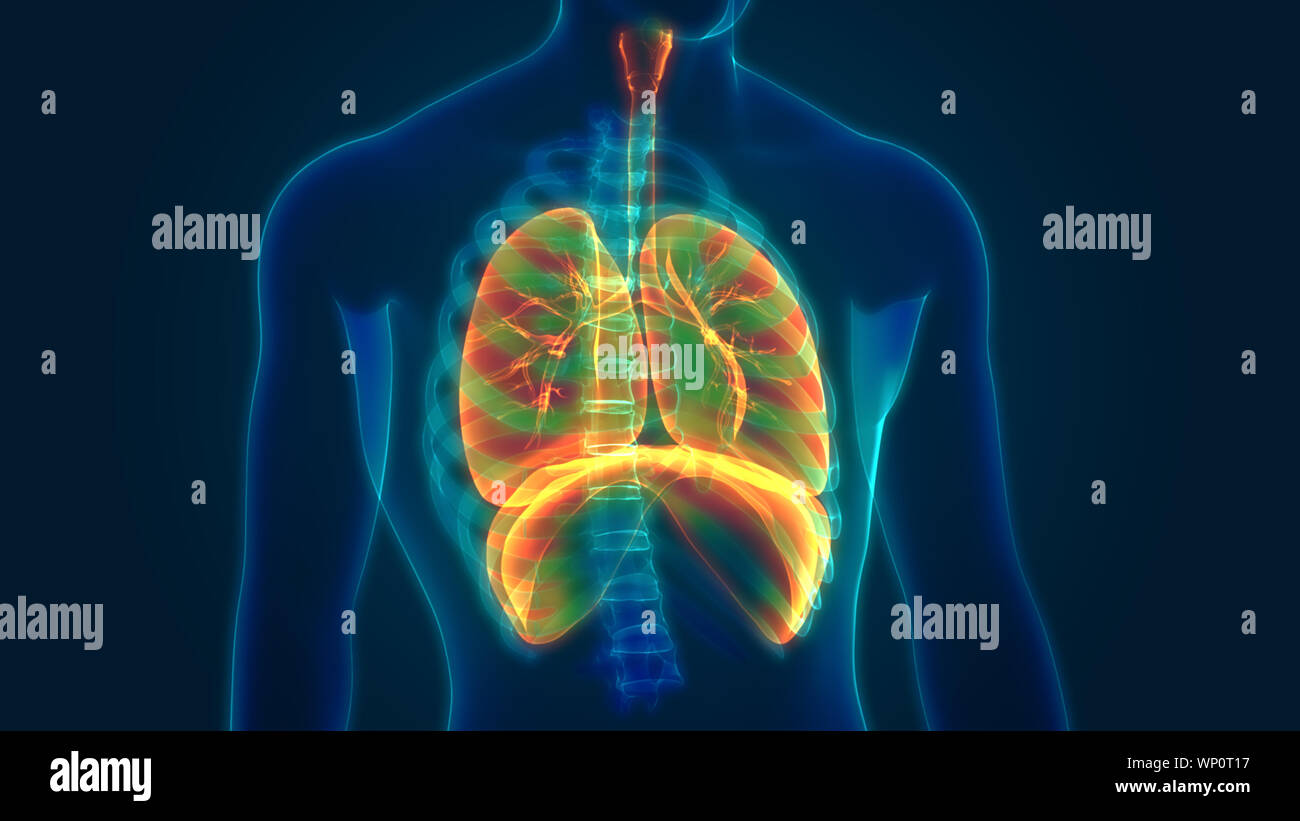 Anatomie du système respiratoire humain Photo Stock - Alamy