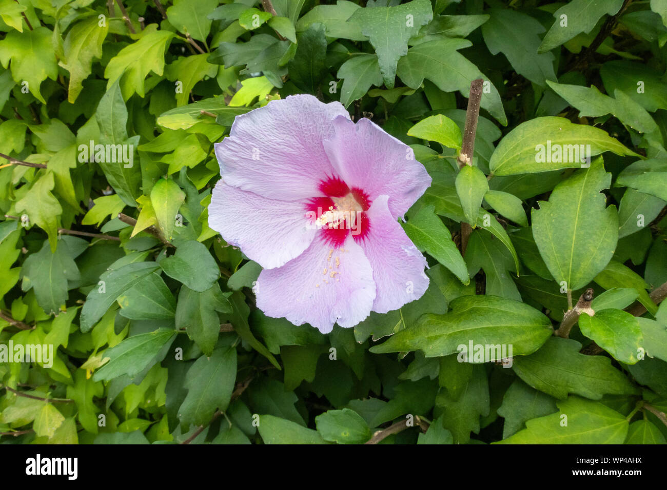 Rose of sharon national flower of korea Banque de photographies et d ...