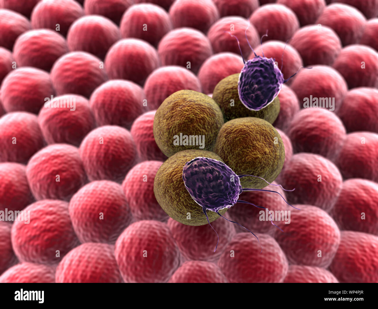 Cellule Cancéreuse Banque d'image et photos - Alamy