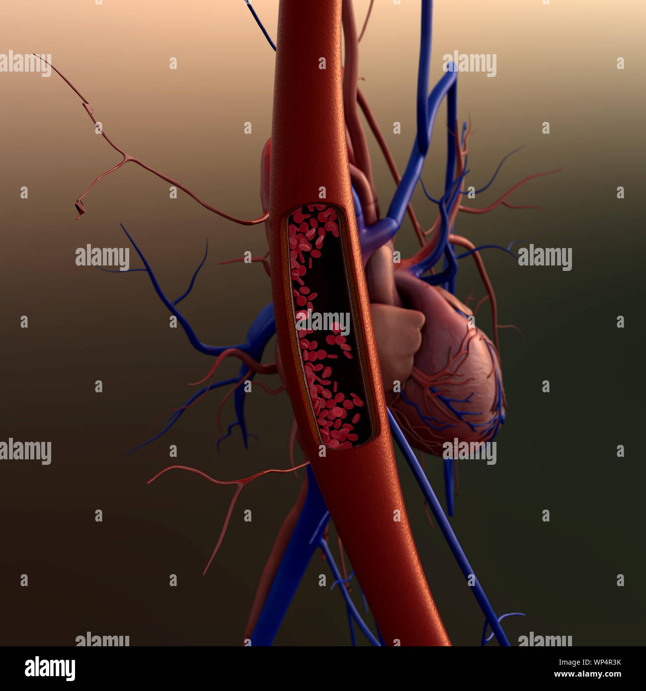 Vaisseaux sanguins capillaires Banque de photographies et d’images à ...