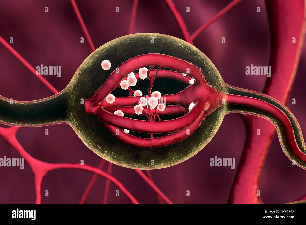 Cellule de la vessie Banque de photographies et d’images à haute ...