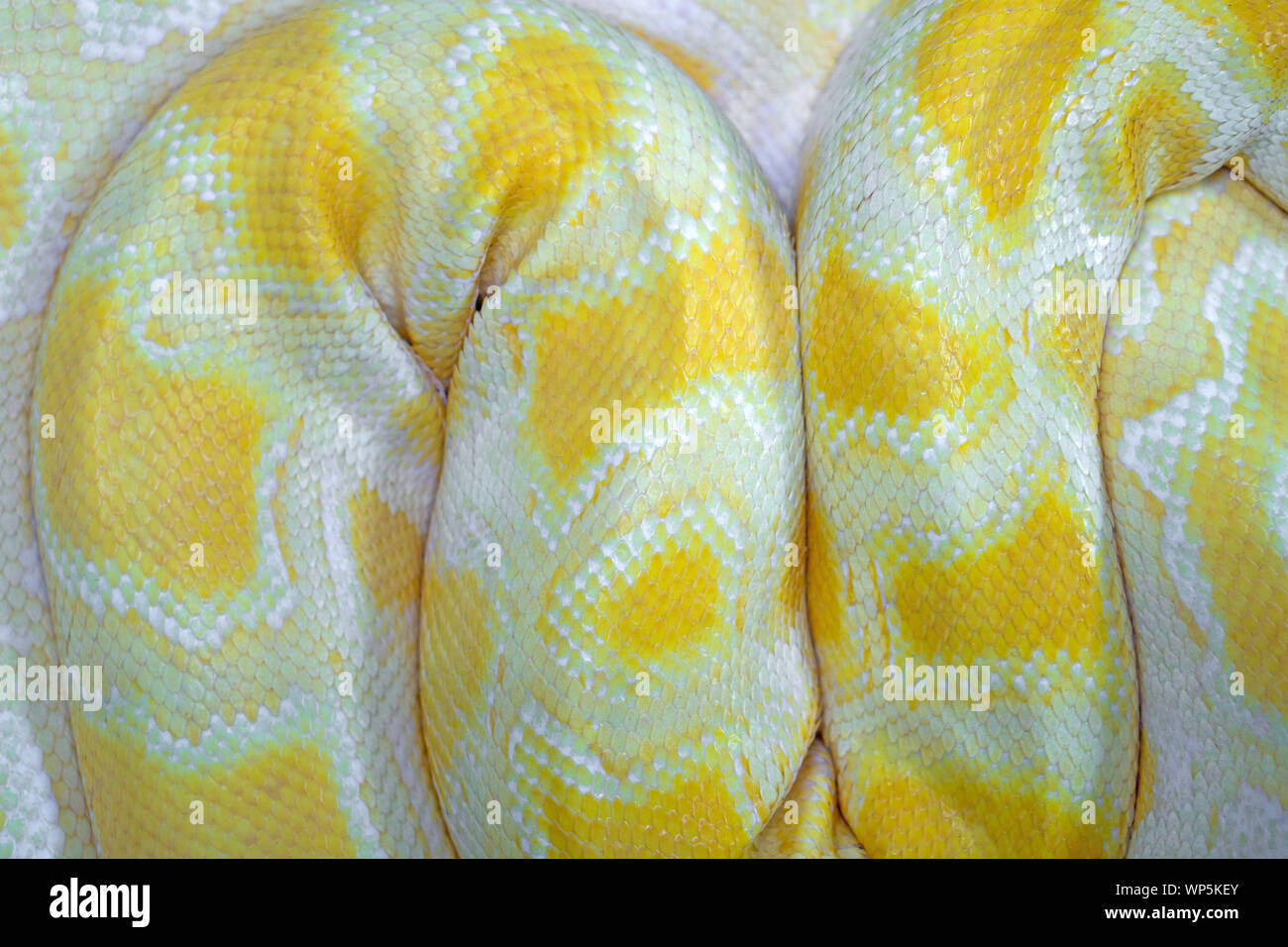 Snake leather cobra skin texture Banque de photographies et d’images à ...