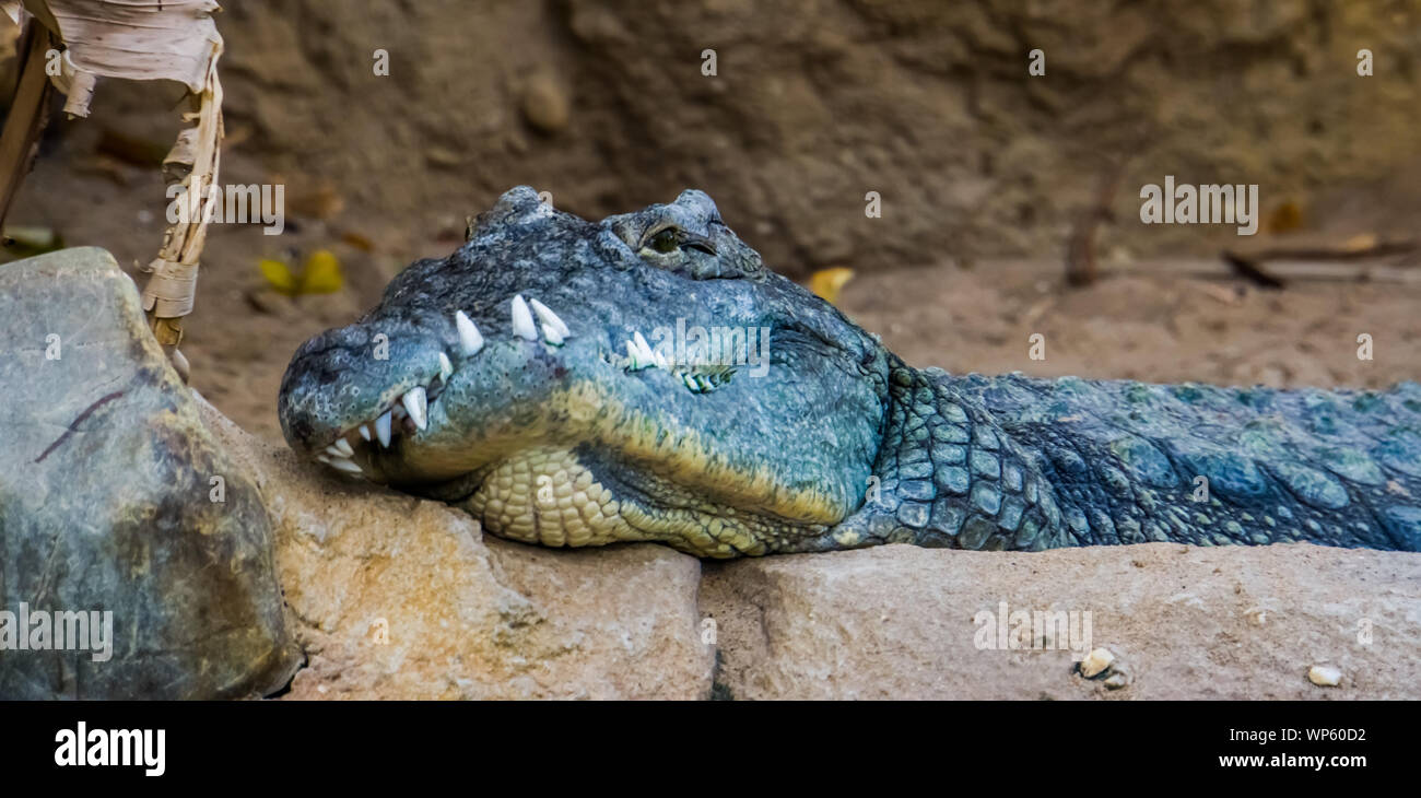 Handicap en afrique Banque de photographies et d’images à haute ...
