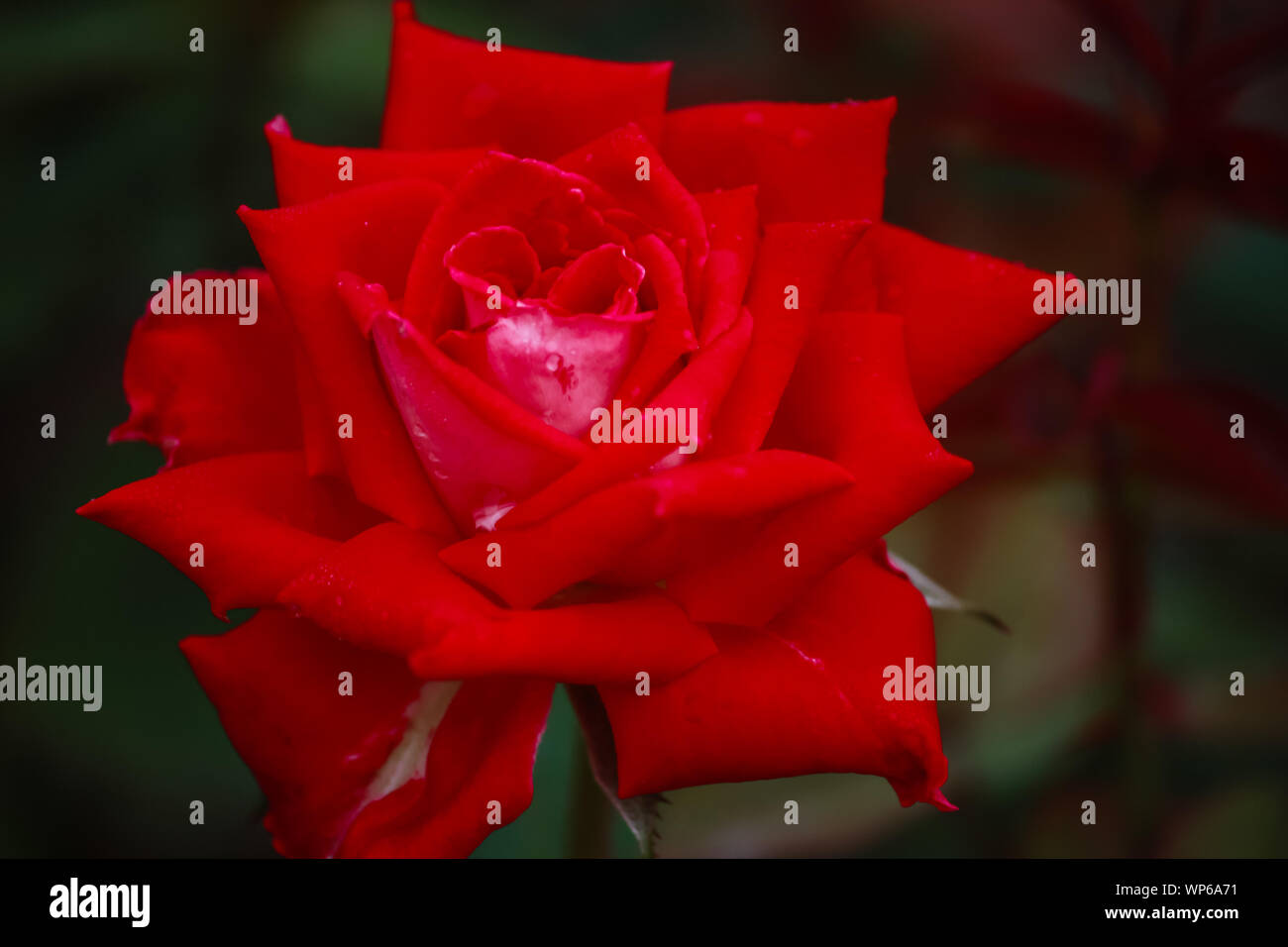 Rose d'amour Banque de photographies et d’images à haute résolution - Alamy