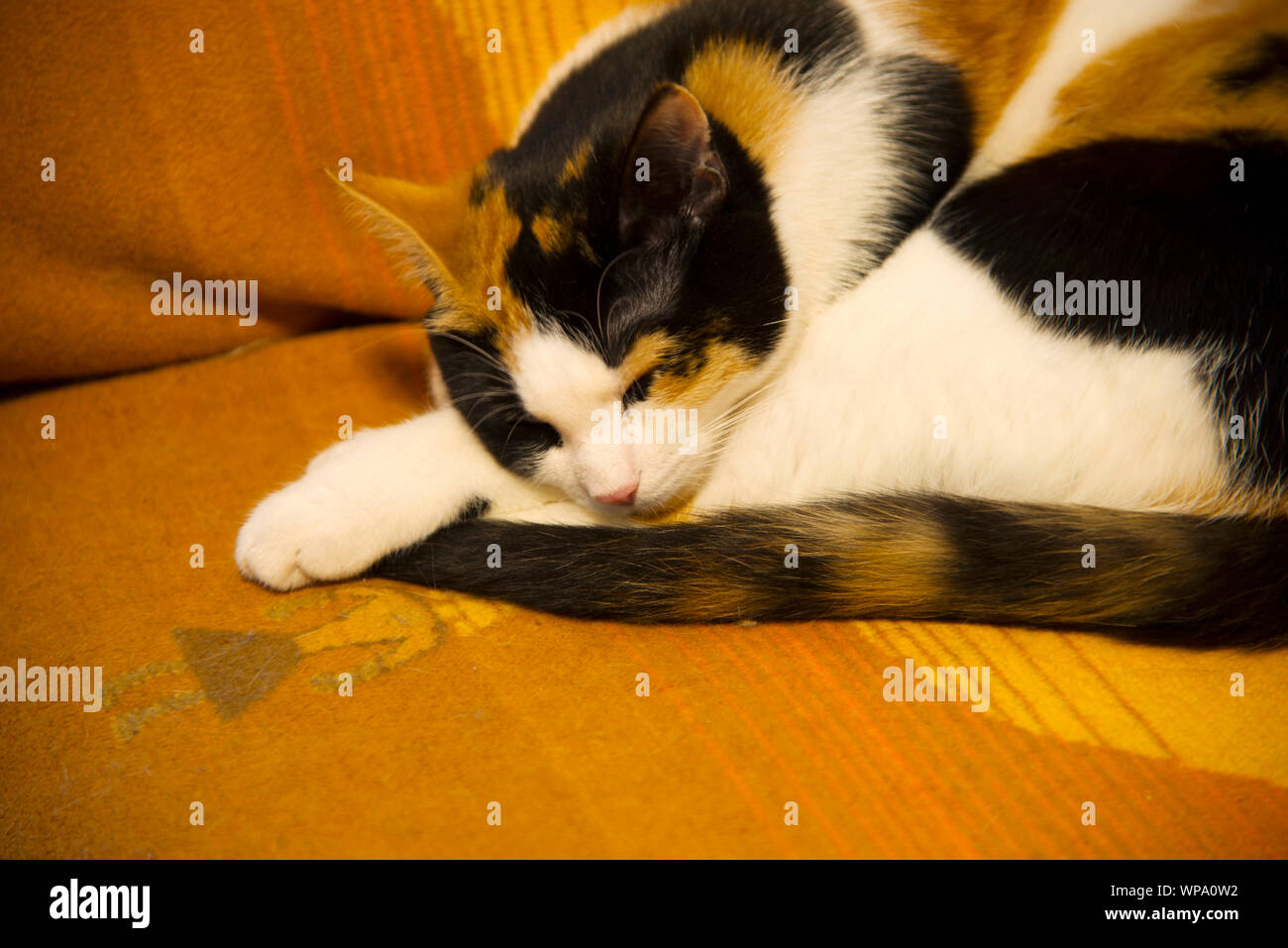 Chat multicolore Banque de photographies et d’images à haute résolution ...