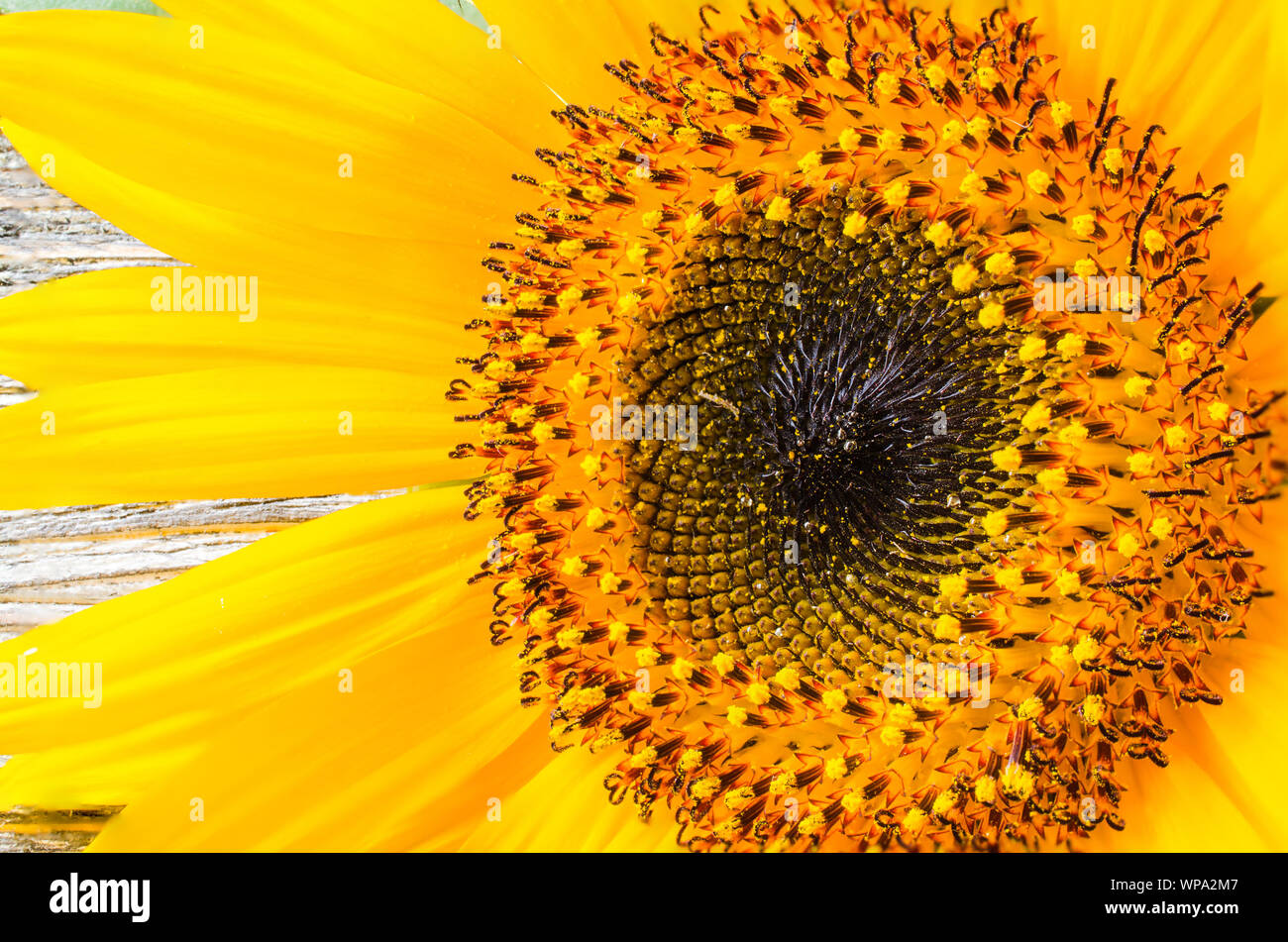 Planche botanique tournesol Banque de photographies et d’images à haute ...
