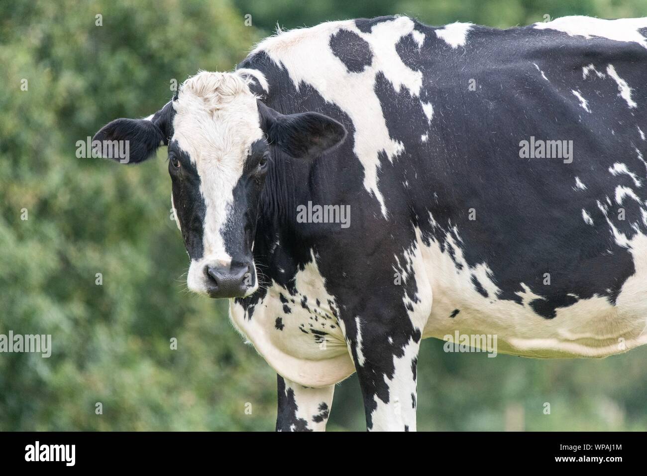 Vache noire dans le champ Banque de photographies et d’images à haute ...