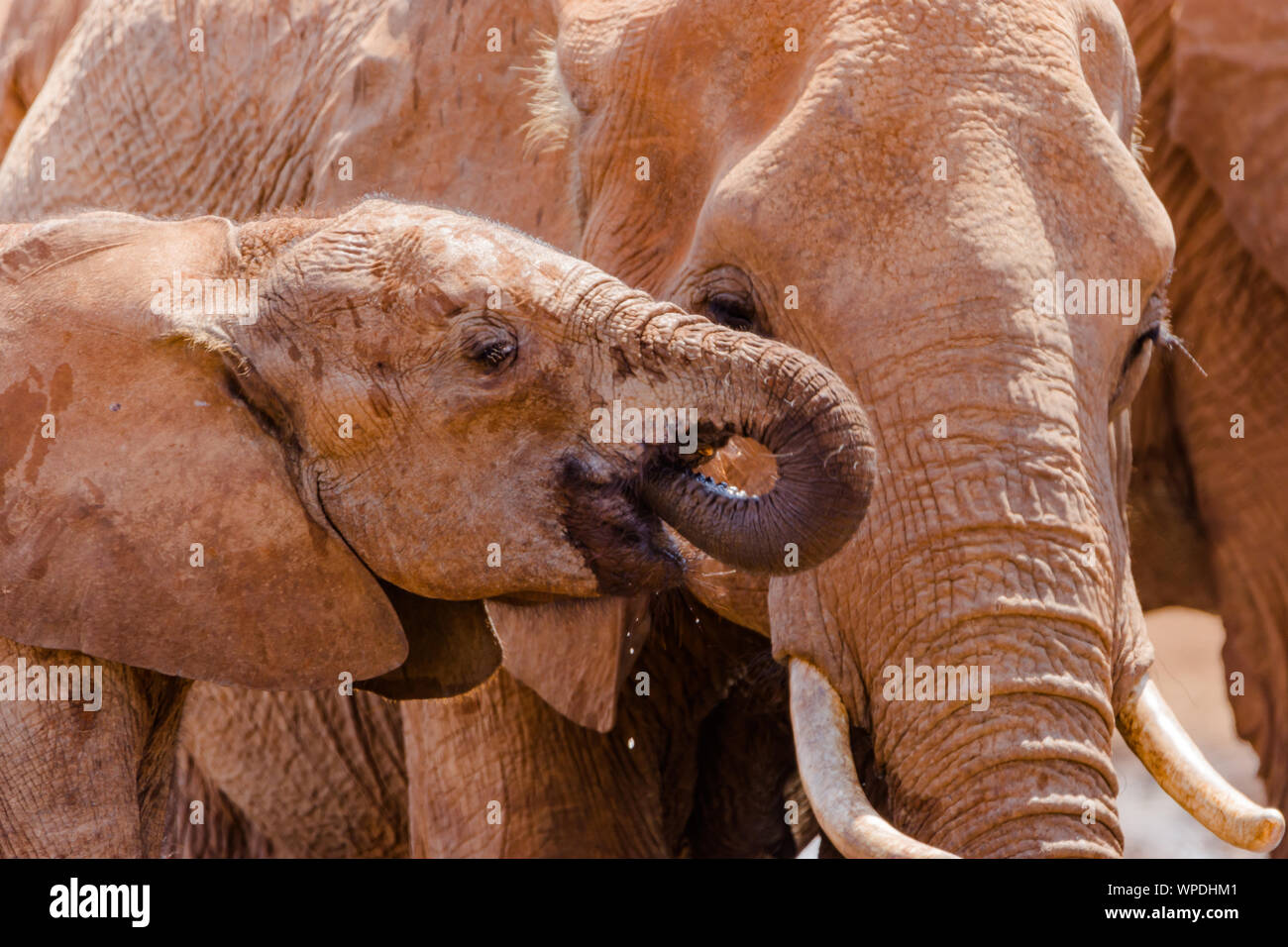 Le tronc dans la bouche Banque de photographies et d’images à haute ...