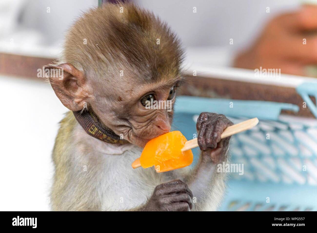 Animals Eating Ice Cream Banque d'image et photos - Alamy