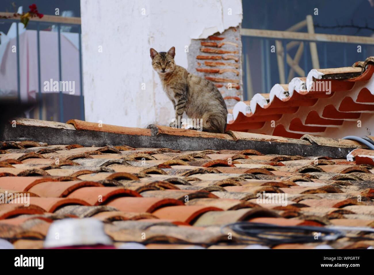 Chat sur le toit Banque de photographies et d’images à haute résolution ...