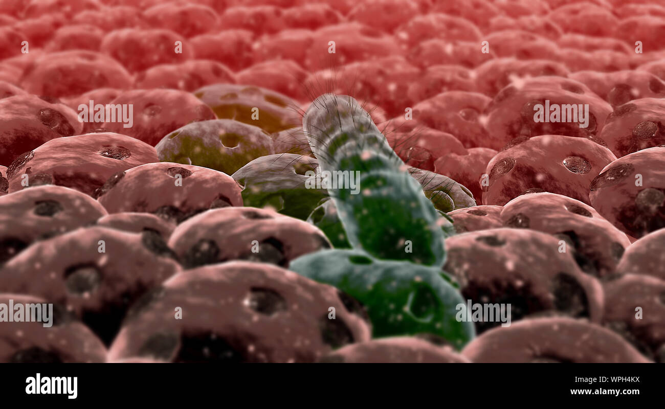 Bactérie bacillus subtilis Banque de photographies et d’images à haute ...