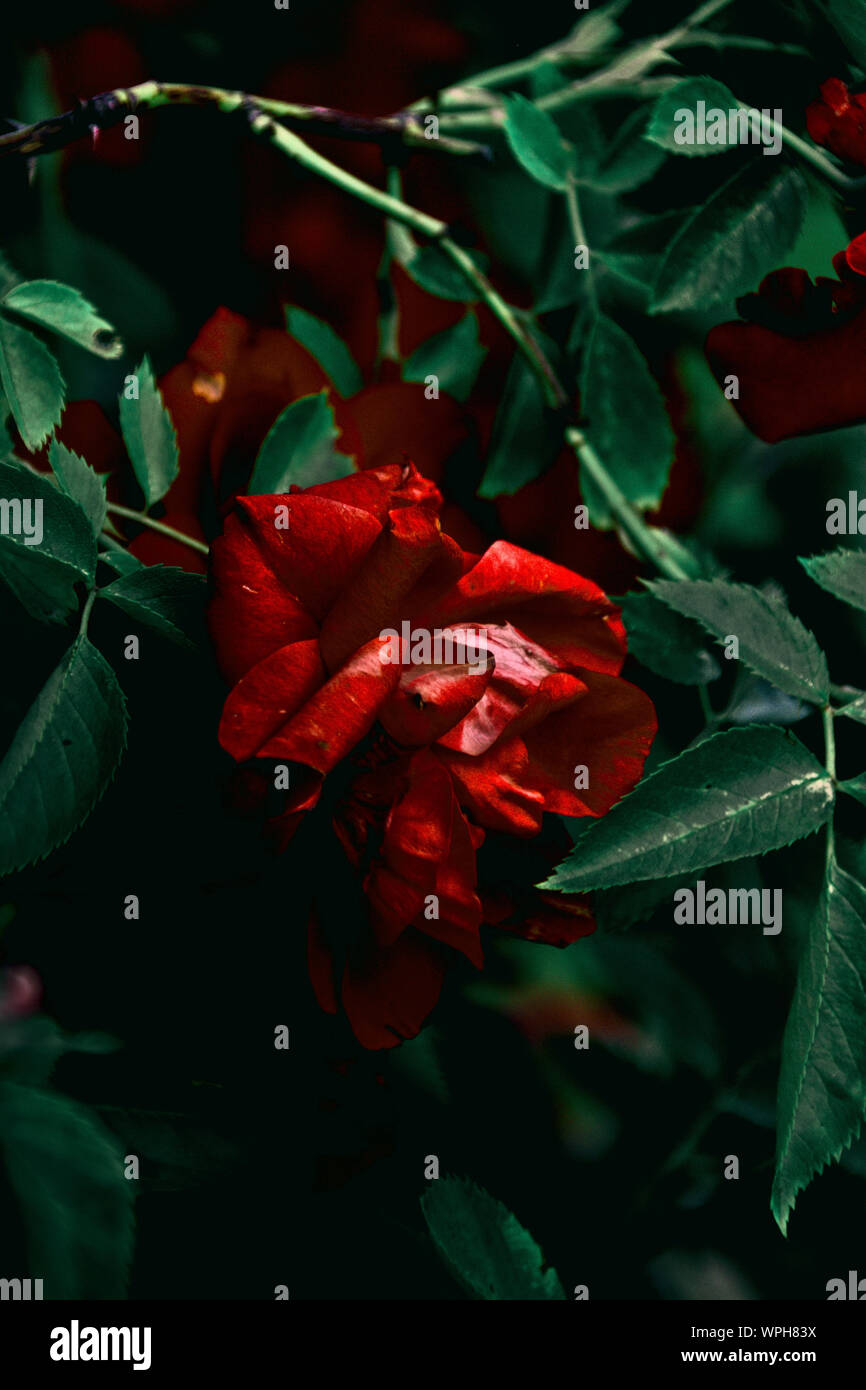 Rouge du matin Banque de photographies et d’images à haute résolution ...