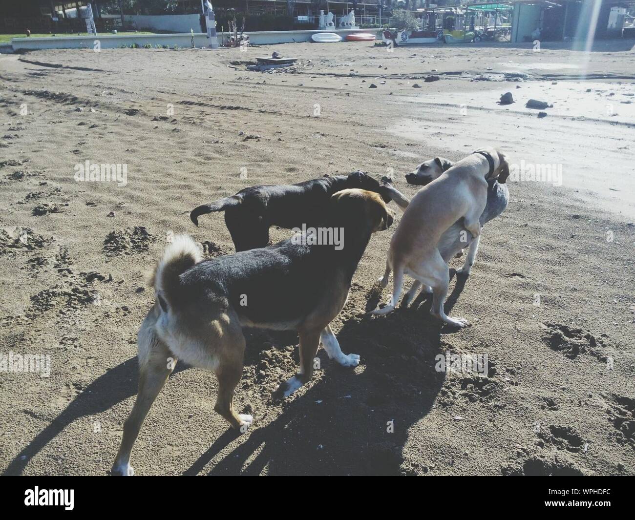 Accouplement des chien Banque de photographies et d’images à haute ...