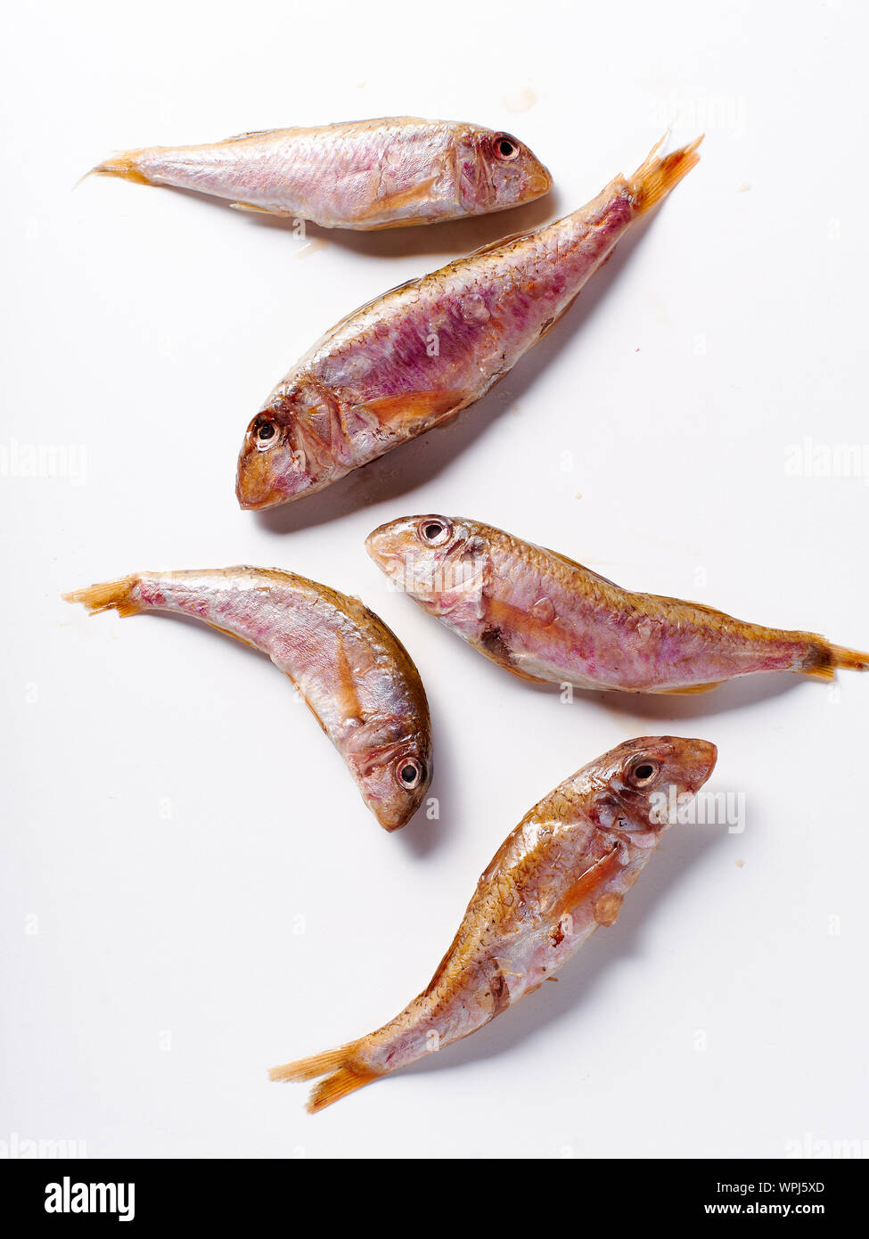 Poisson rouget Banque de photographies et d’images à haute résolution ...