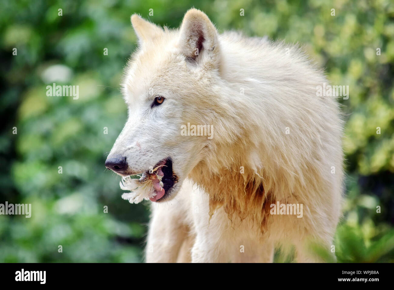 Wolf eating Banque de photographies et d’images à haute résolution - Alamy