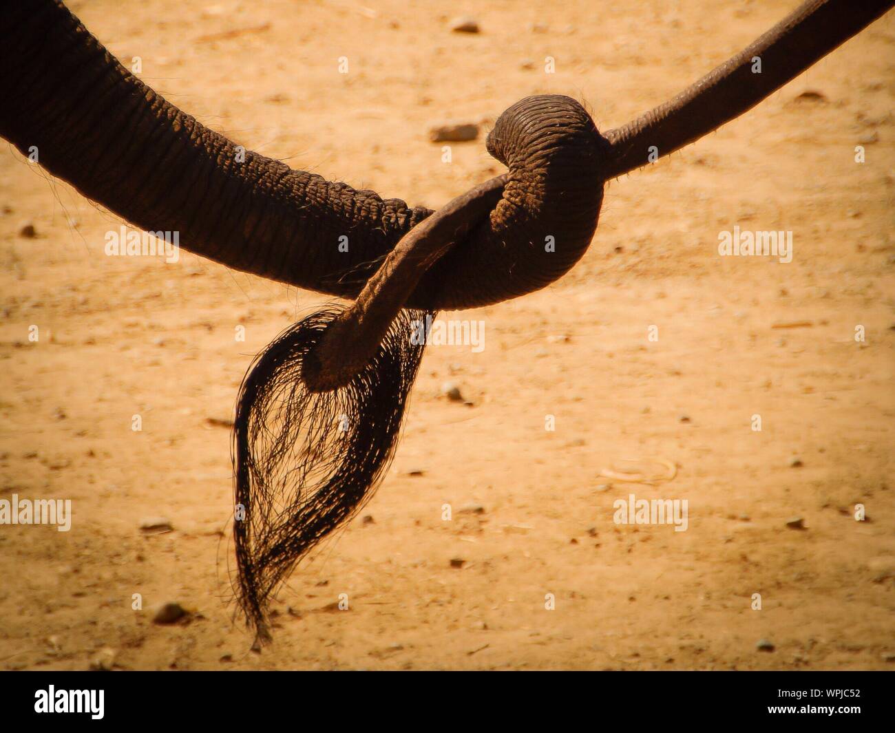 Elephant Holding Tail Banque d'image et photos - Alamy
