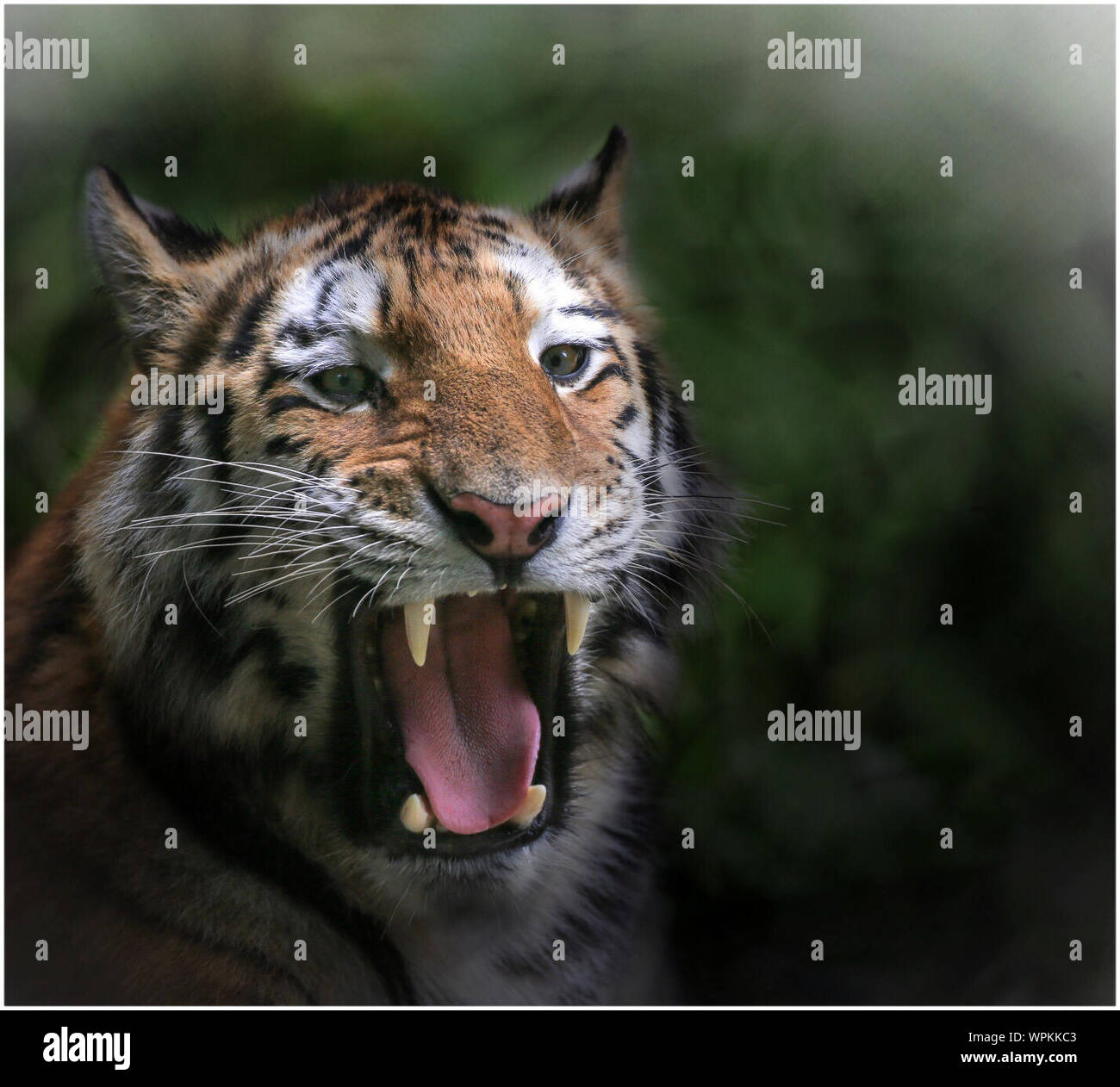 Tête de tigre énervé Banque de photographies et d’images à haute ...
