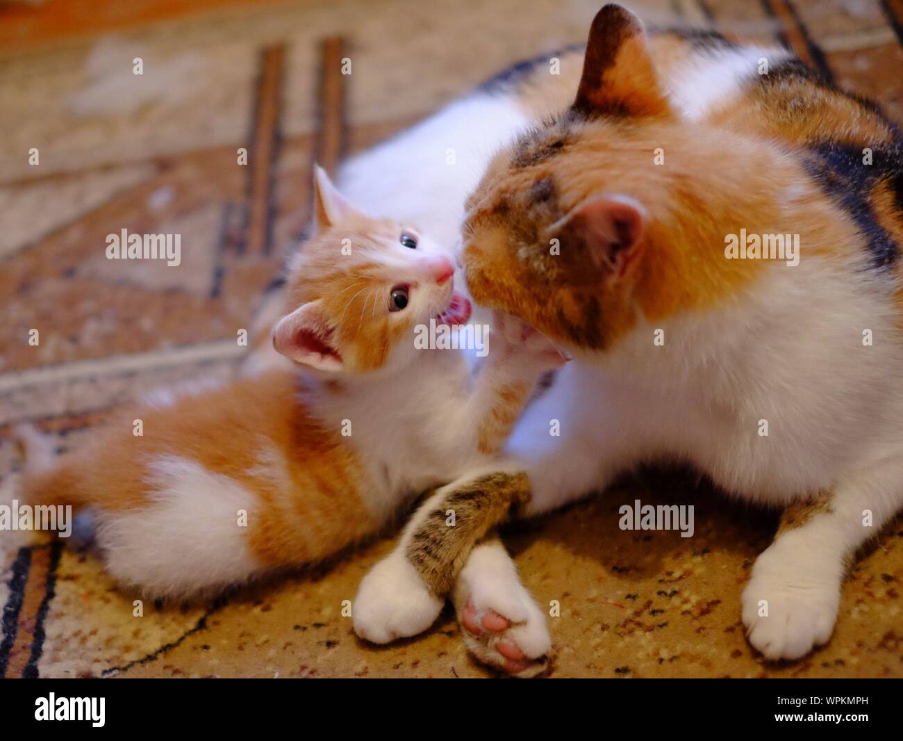 Chats assis ensemble Banque de photographies et d’images à haute ...