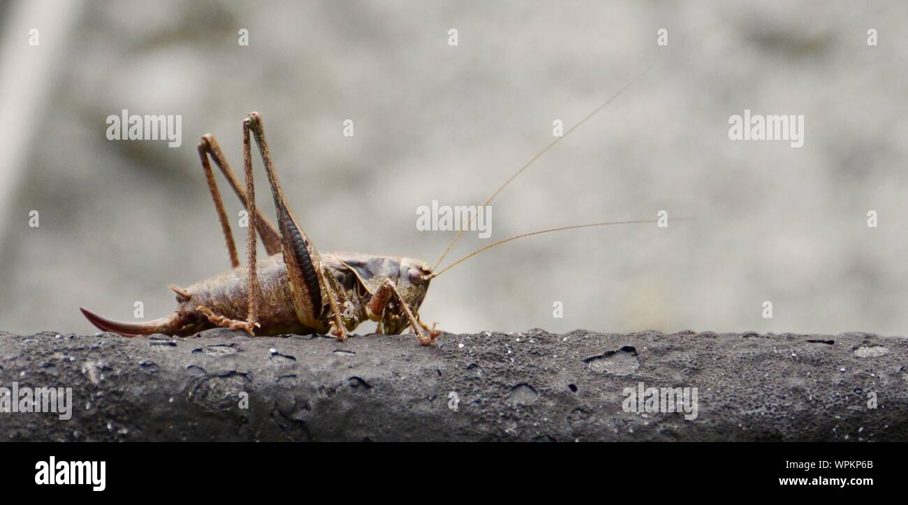 Insecte sur le mur Banque de photographies et d’images à haute ...