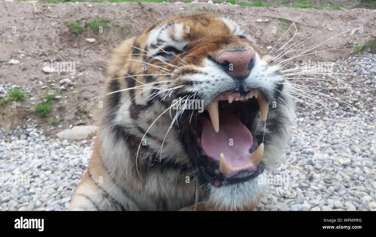 Tête de tigre énervé Banque de photographies et d’images à haute ...