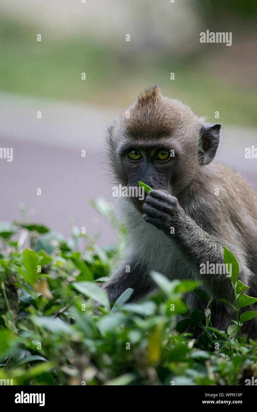 Plante de singe Banque de photographies et d’images à haute résolution ...