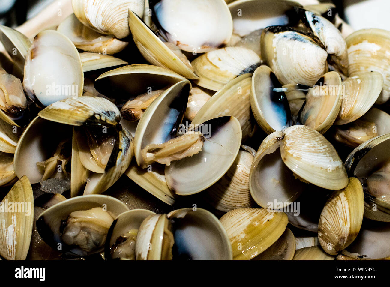 Grosses palourdes Banque de photographies et d’images à haute ...