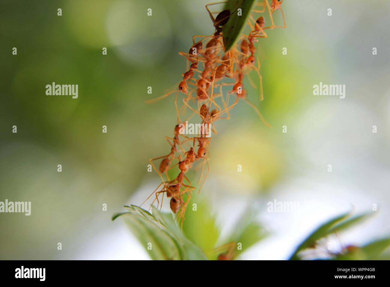 Fourmis de premier plan Banque de photographies et d’images à haute ...