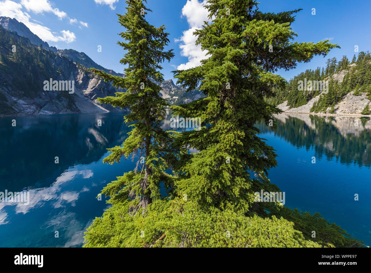 La pruche, Tsuga mertensiana de montagne, au bord du lac, le long de la ...