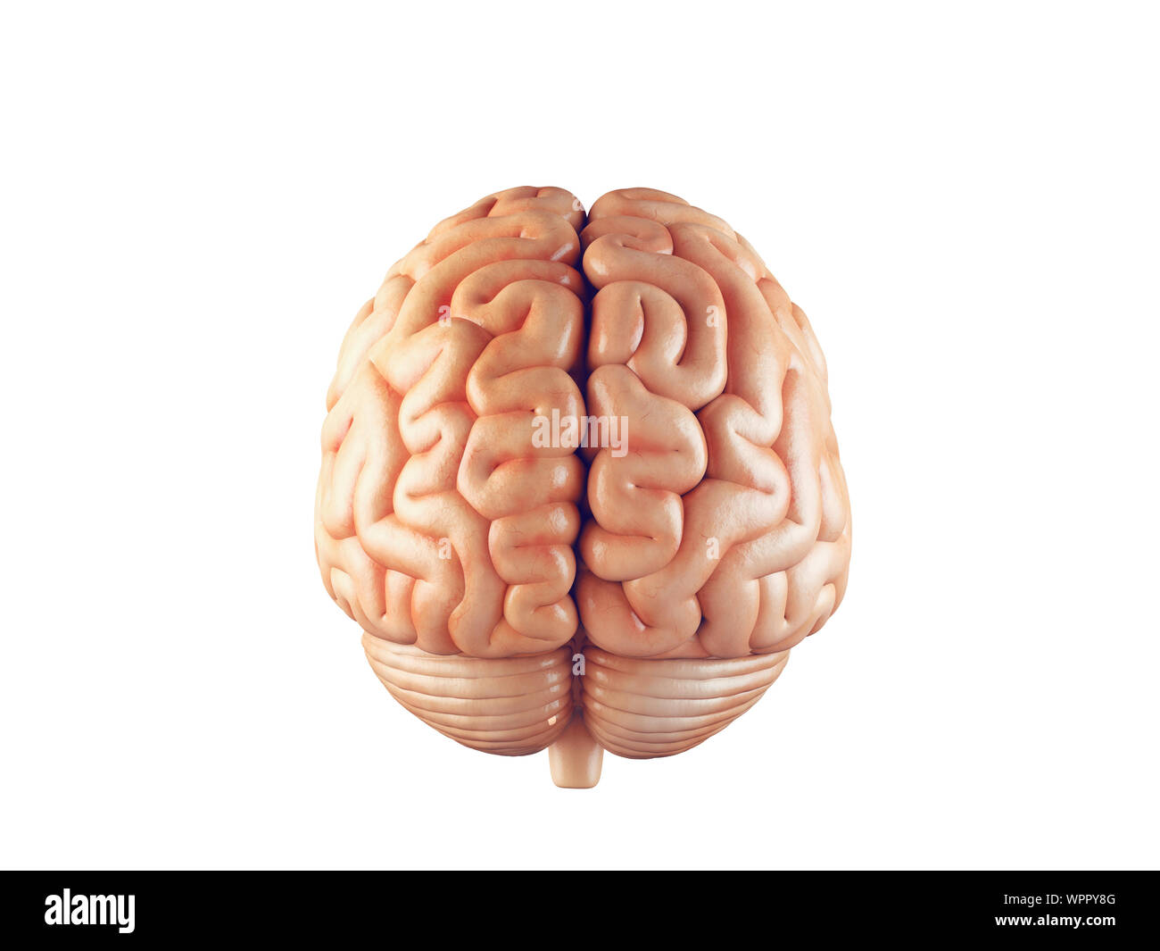 Cerveau humain Banque de photographies et d’images à haute résolution ...