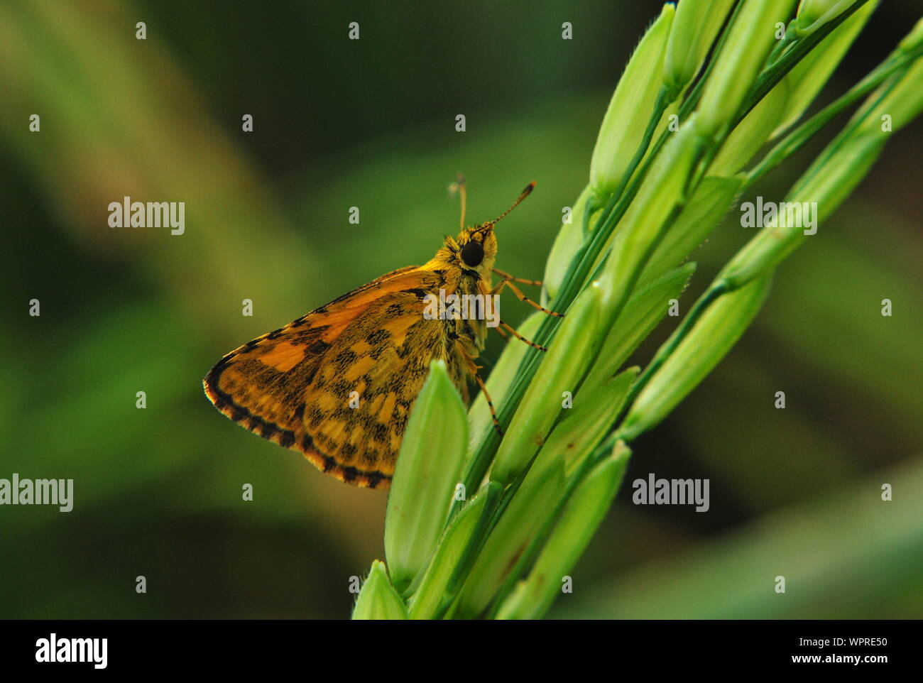 Insecte de la plante de riz Banque de photographies et d’images à haute ...