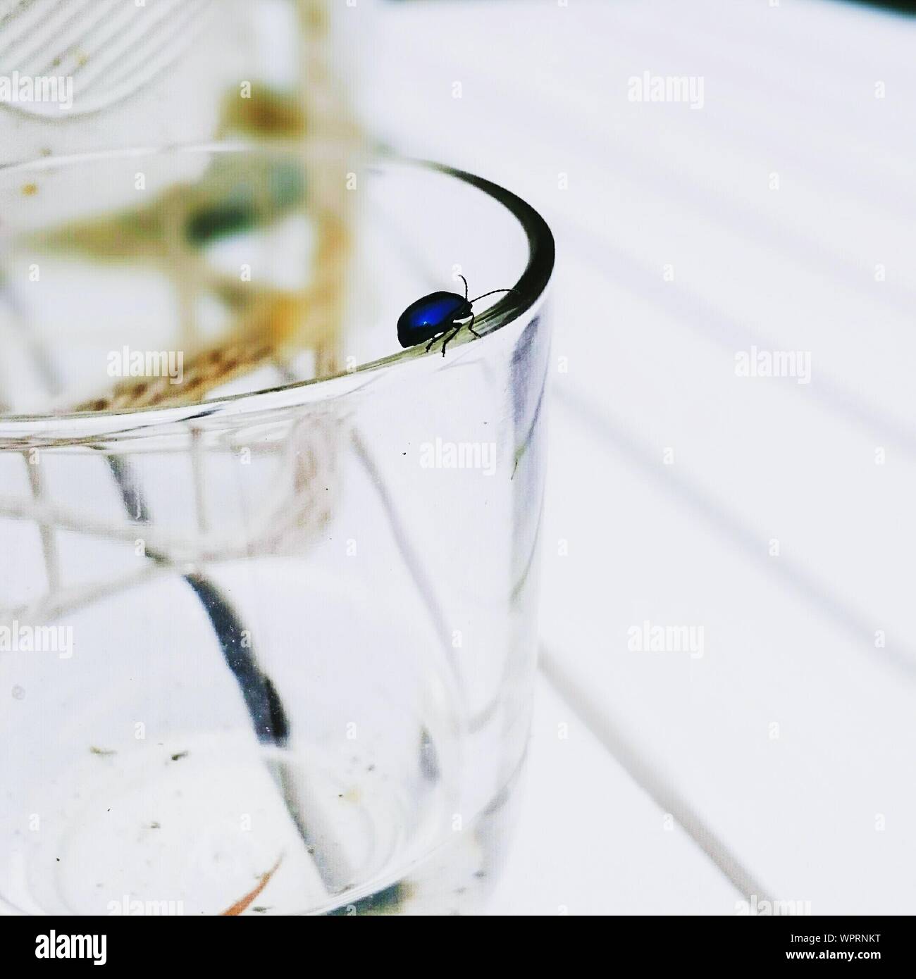 Un Insecte Sur Le Verre Banque d'image et photos - Alamy
