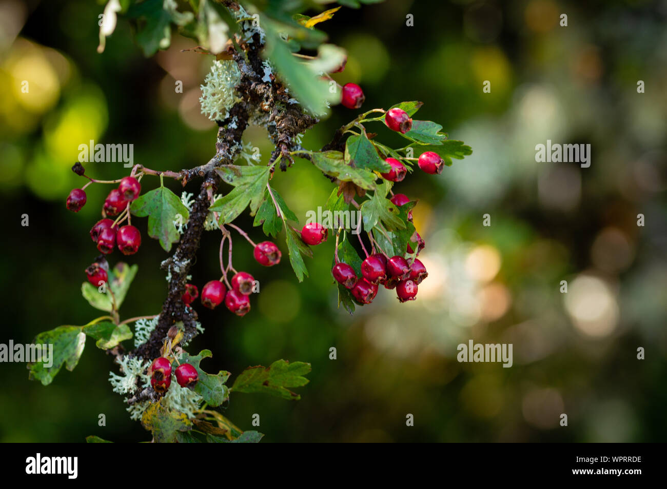 Fruits rouges de Crataegus monogyna, connu comme l'aubépine ou mono ...