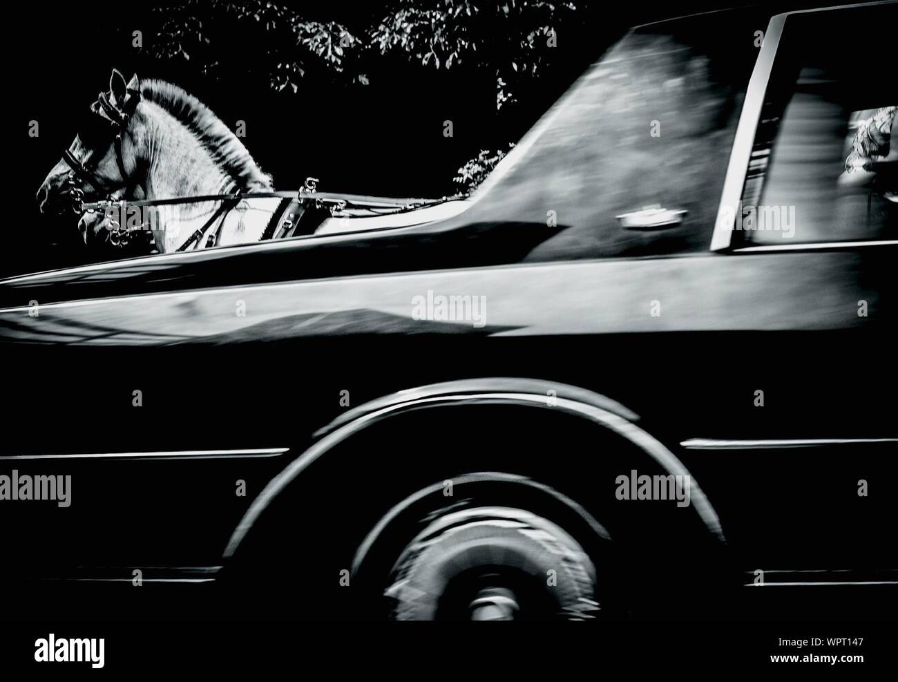 Chevaux de voiture Banque de photographies et d’images à haute ...