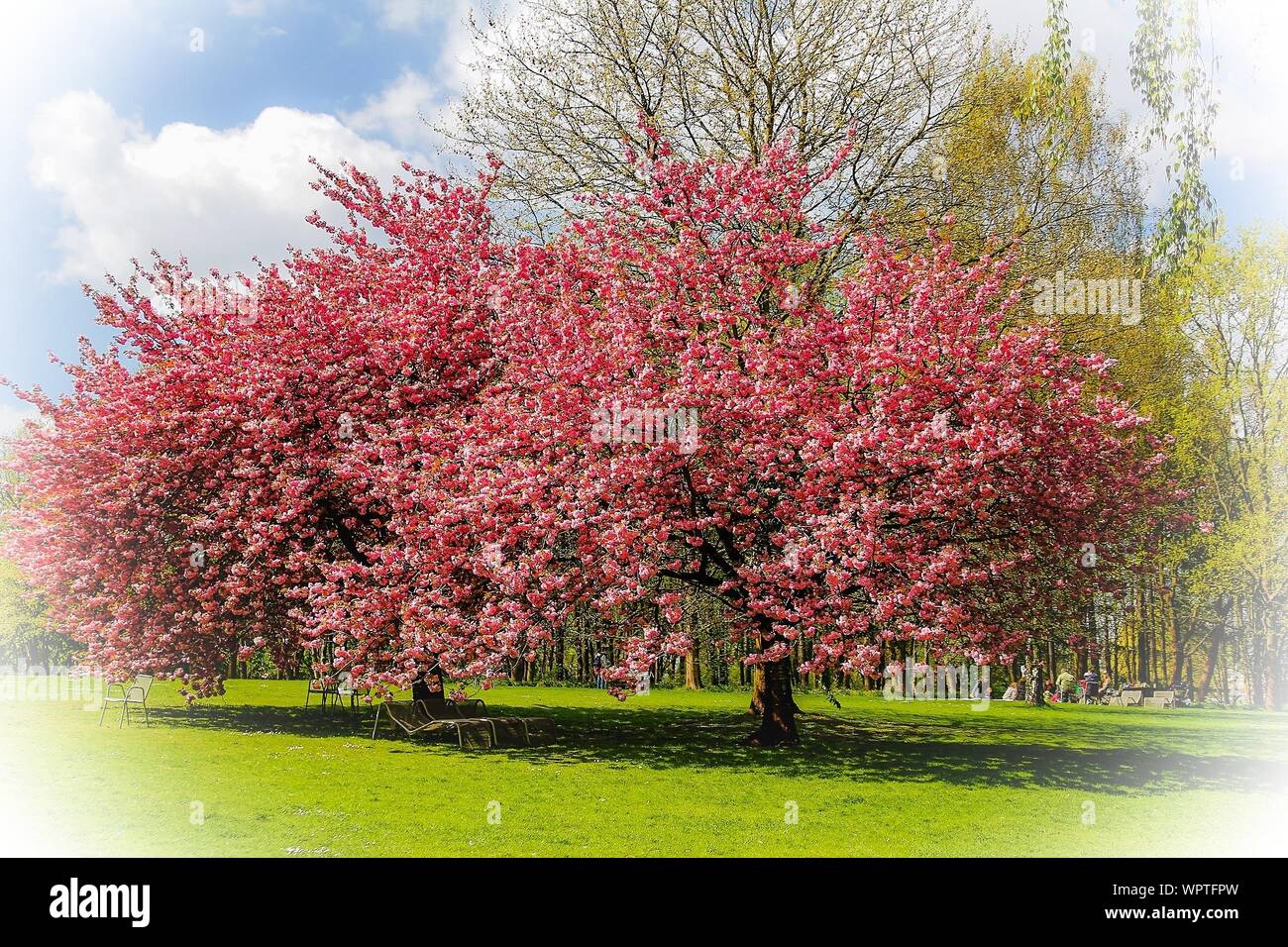 Arbres à fleurs roses Banque de photographies et d’images à haute ...