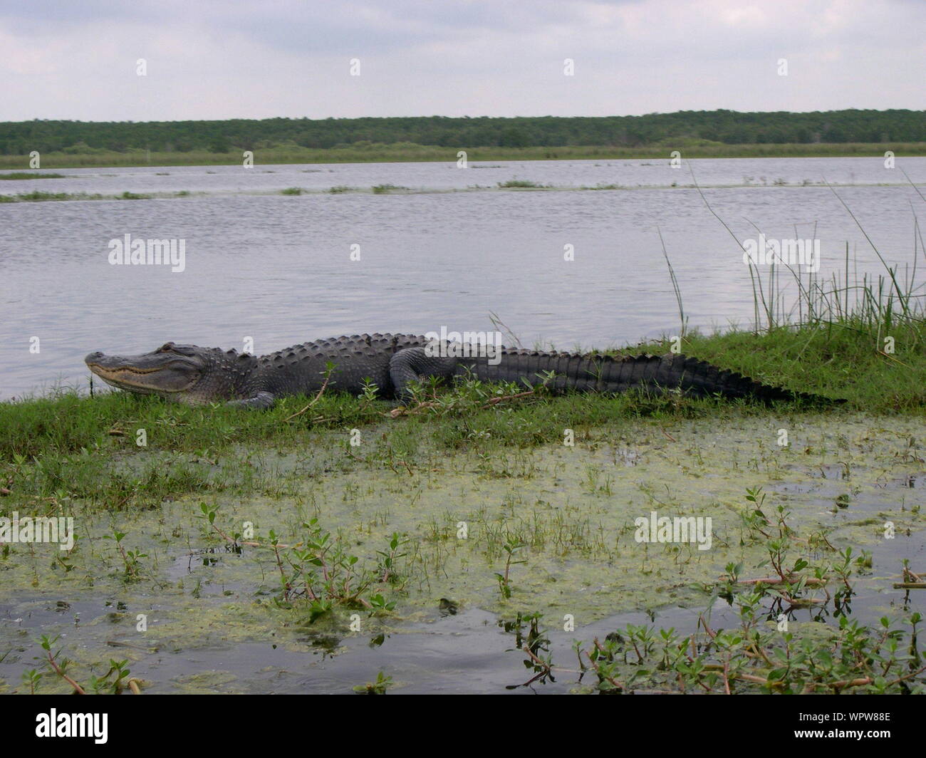Alligator swamp Banque de photographies et d’images à haute résolution ...