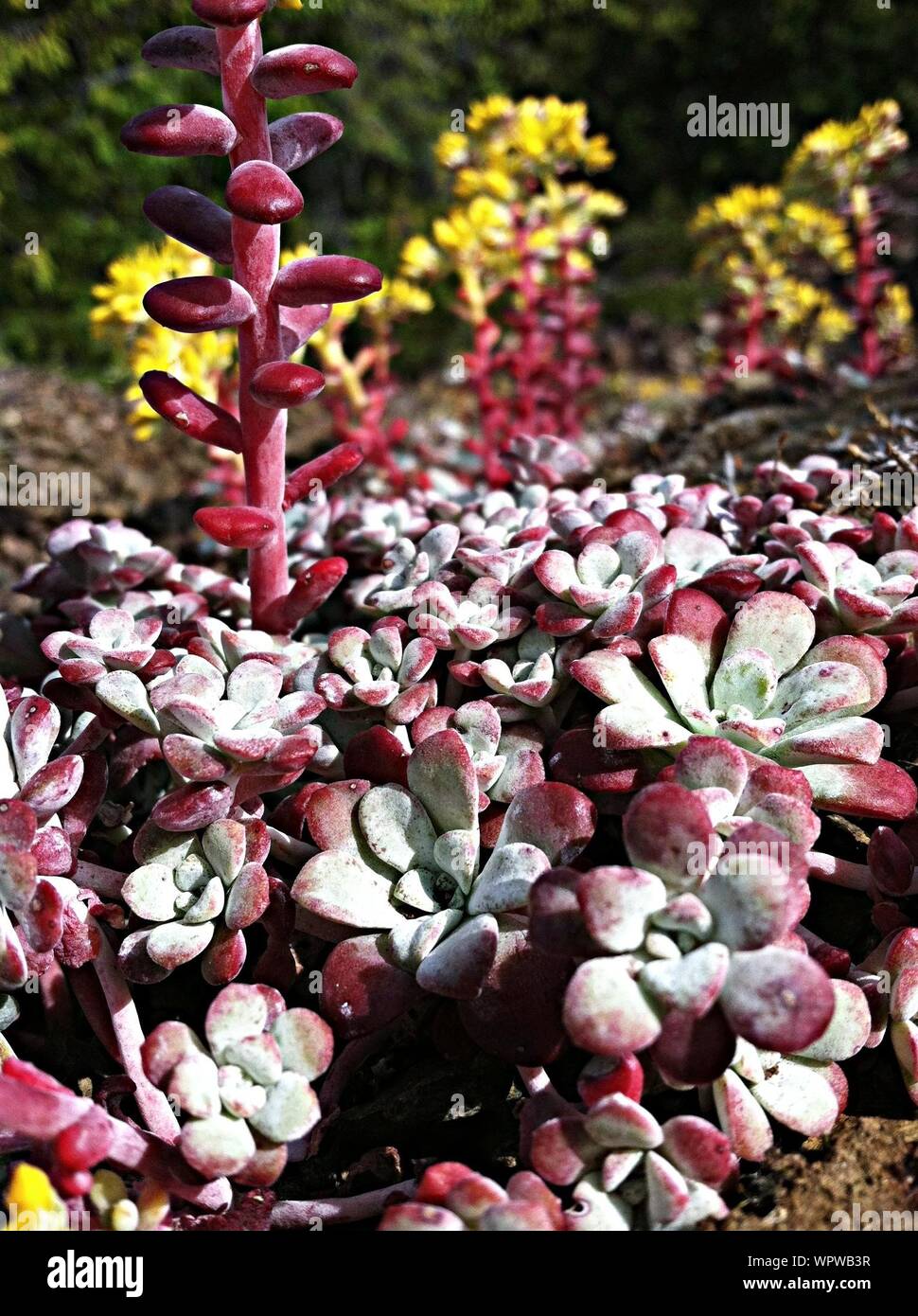 Plantes succulentes en fleurs Banque de photographies et d’images à ...