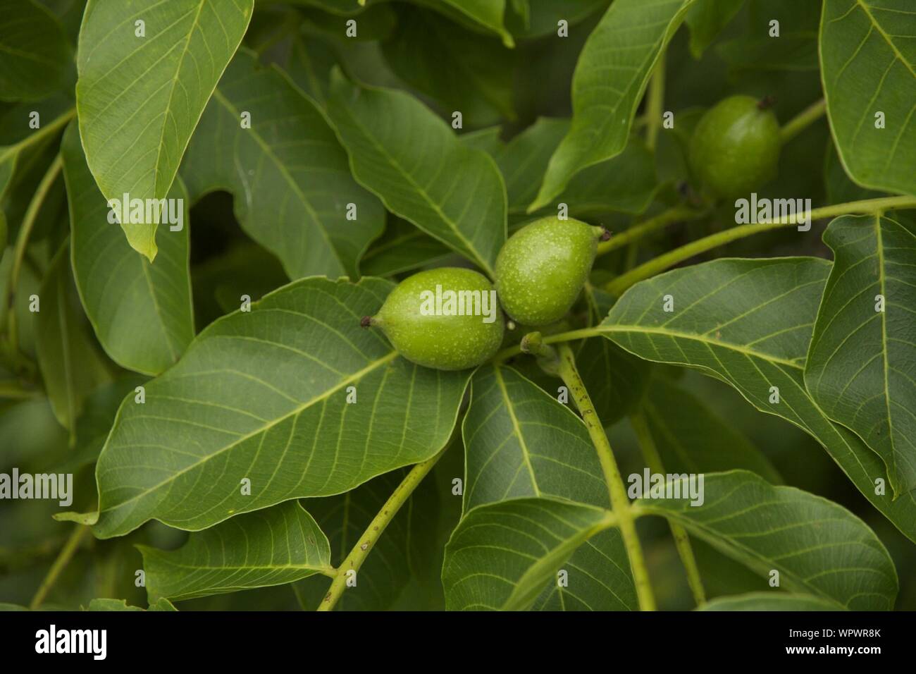 Noix qui poussent sur un arbre Banque de photographies et d’images à ...