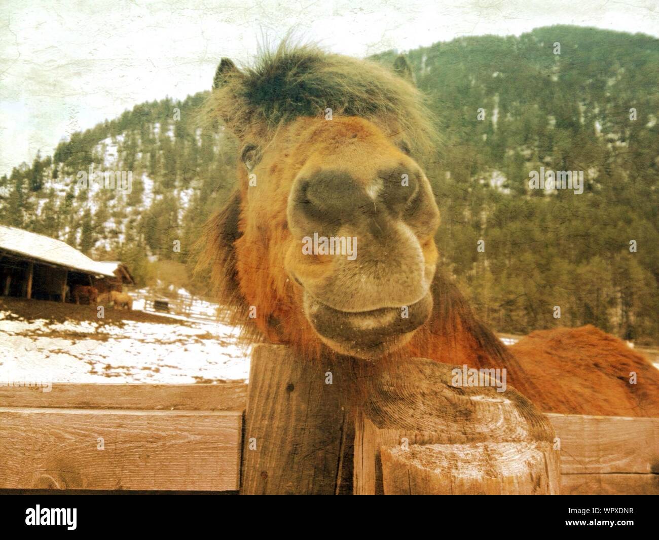 Visage de cheval Banque de photographies et d’images à haute résolution ...