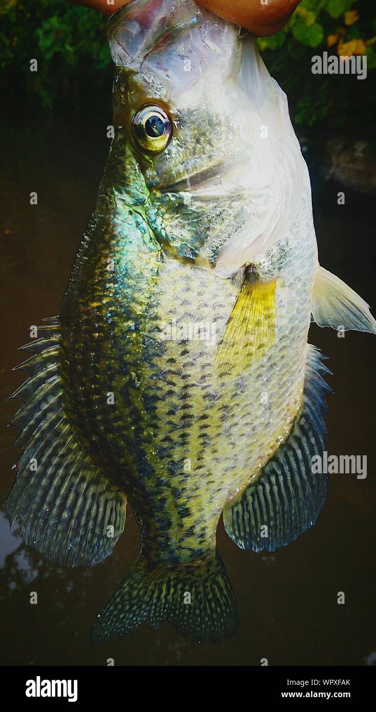 Crappie fish Banque de photographies et d’images à haute résolution - Alamy