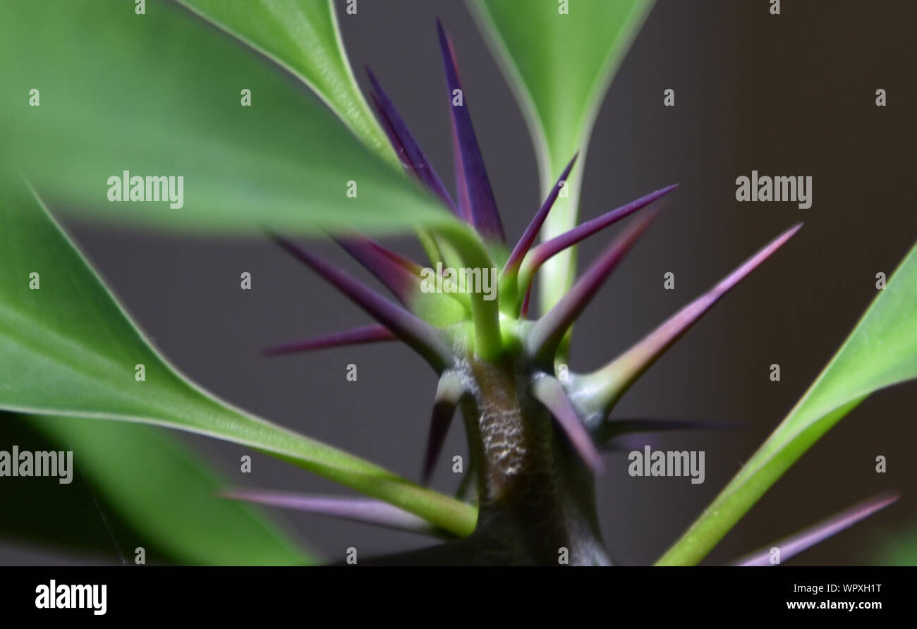 Plante à feuilles épineuses Banque de photographies et d’images à haute ...