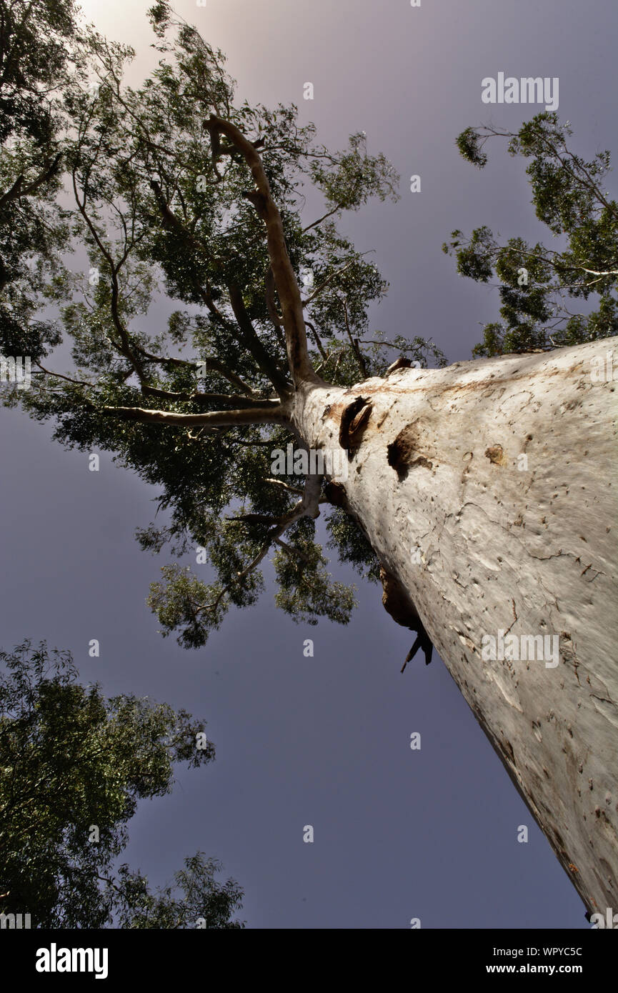 Australian gum tree Banque de photographies et d’images à haute ...