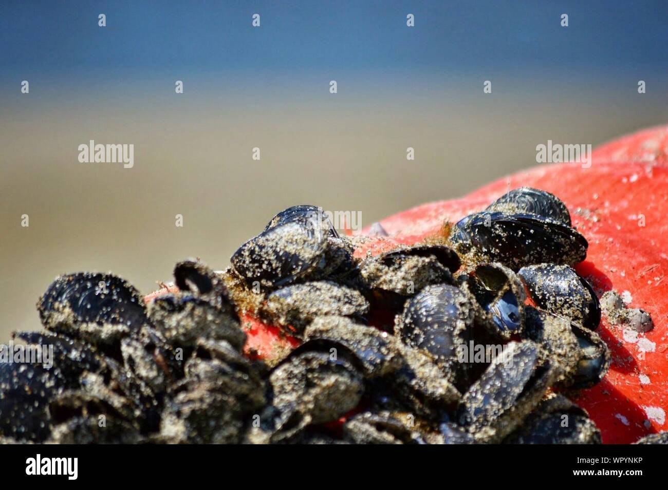 Moules de mer Banque de photographies et d’images à haute résolution ...