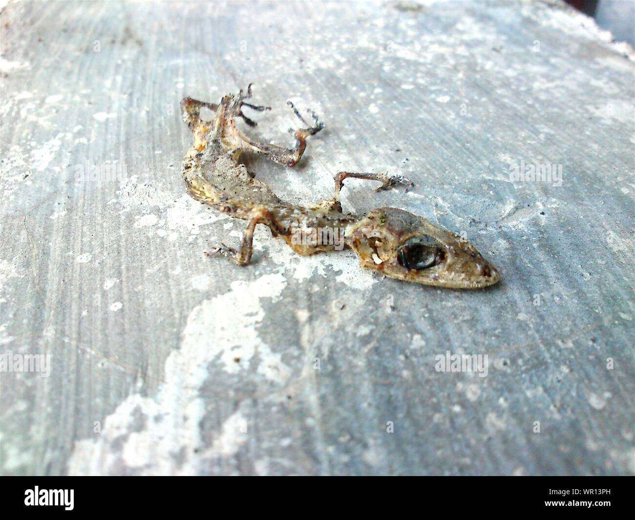 Animal body dead Banque de photographies et d’images à haute résolution ...