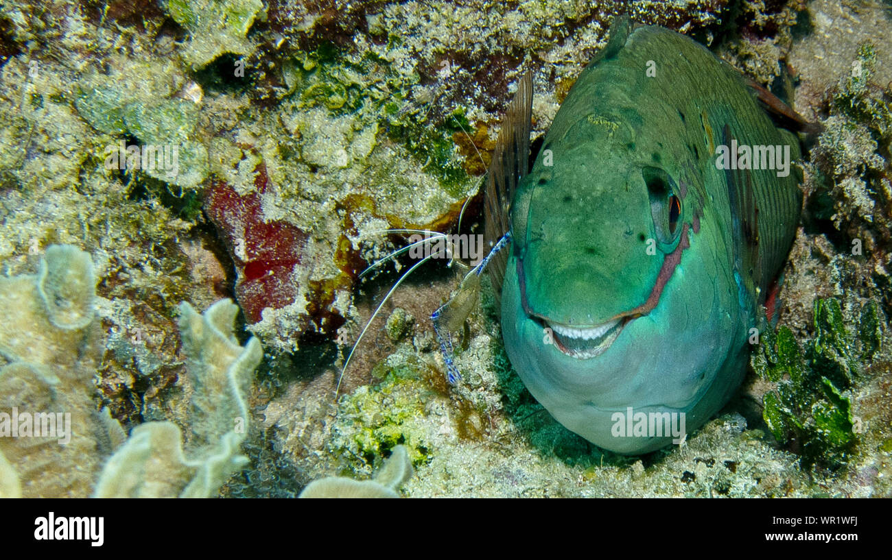 Poissons perroquets Banque de photographies et d’images à haute ...